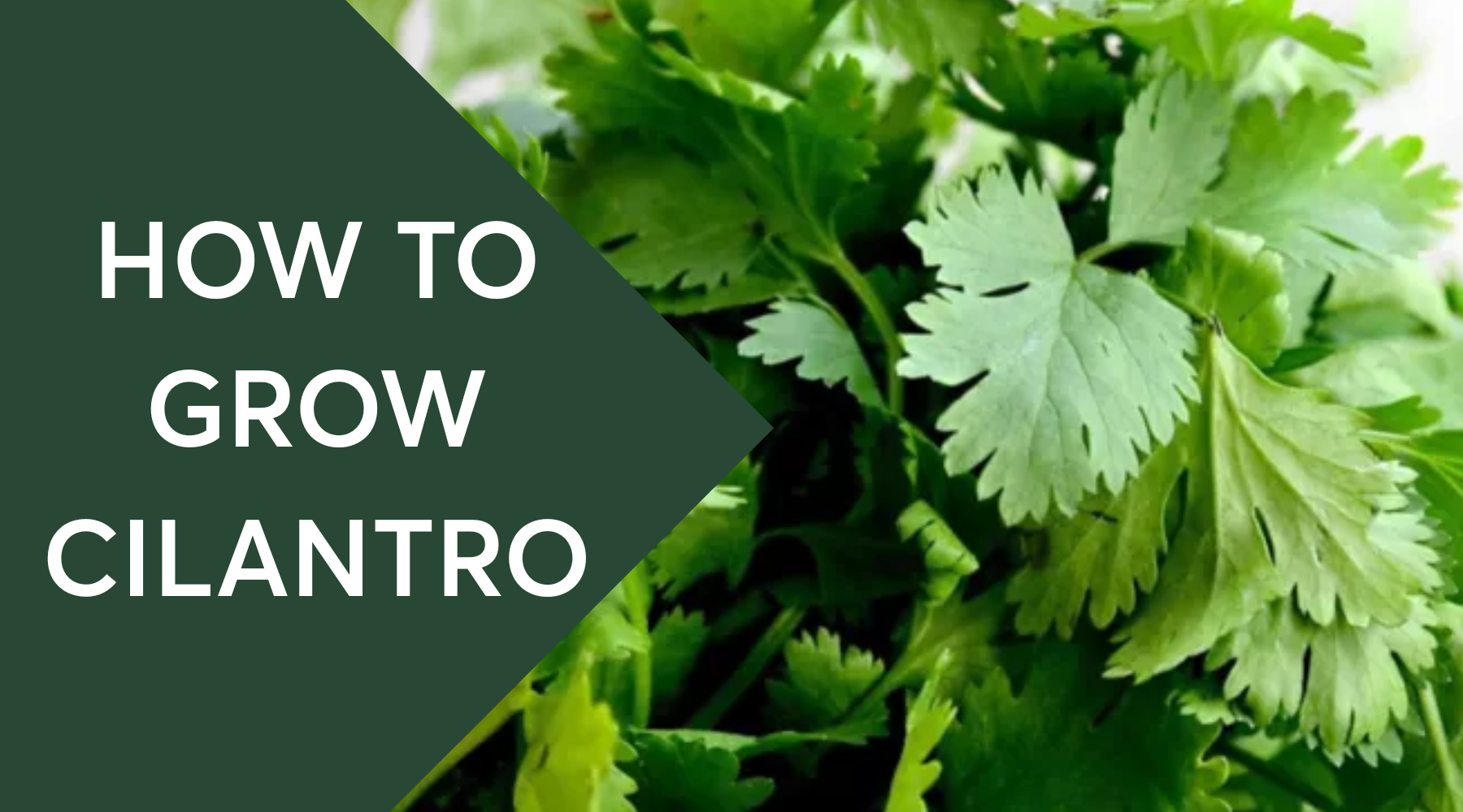 Tower Garden Grow Guide: How to Grow Cilantro