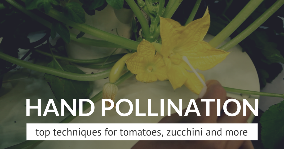 Flowers but No Fruit? Try Hand Pollination – Tower Garden